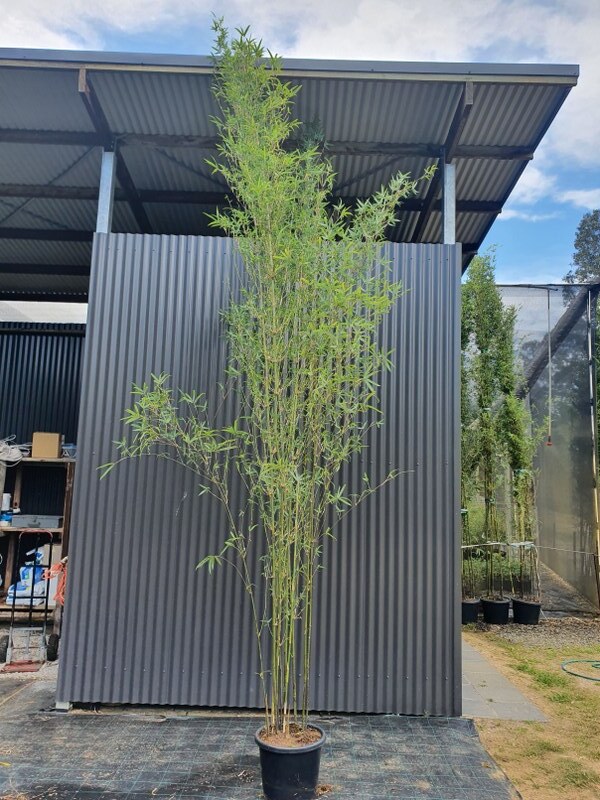 Bambusa multiplex cv. Goldstripe | Living Bamboo - Brisbane Bamboo ...