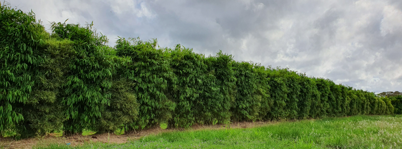 Plant Finder Windbreak / Noise Barrier